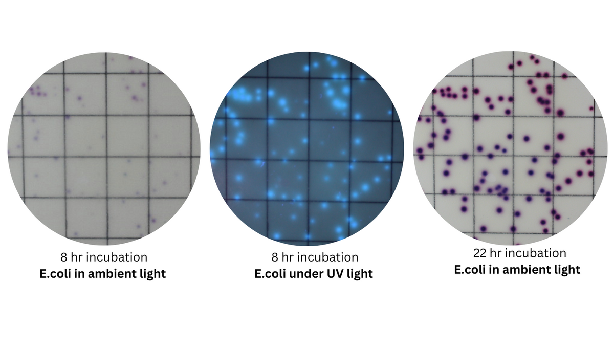 R-CARD® EC - E. Coli - Rapid Test - Accurate Count - Pack of 25 – Roth ...